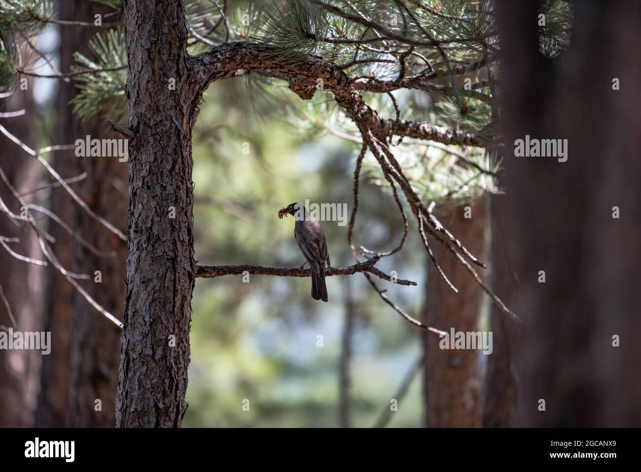 Bird eating insect Stock Photo - Alamy