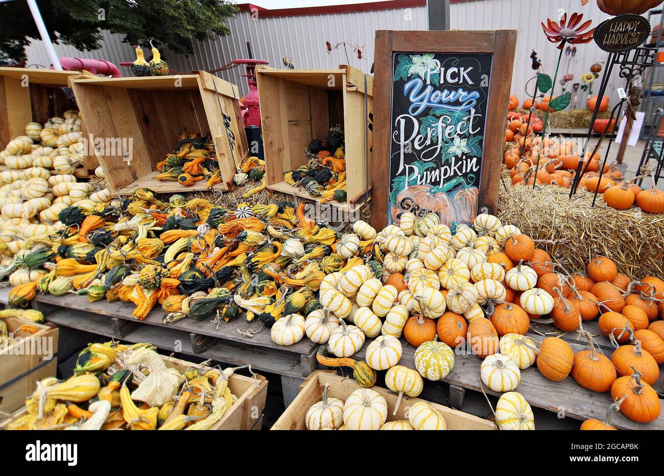 Fall farmer's market with pumpkins corn and gourds Stock Photo - Alamy