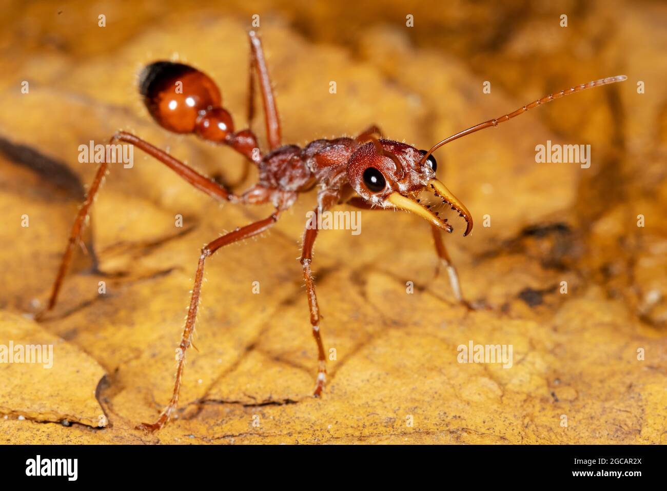 Australian bull hi-res stock photography and images - Alamy