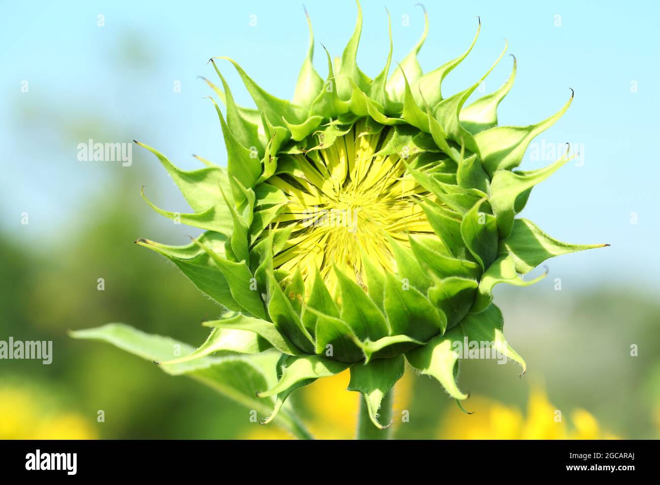 Beautiful bud of sunflower, close up Stock Photo - Alamy