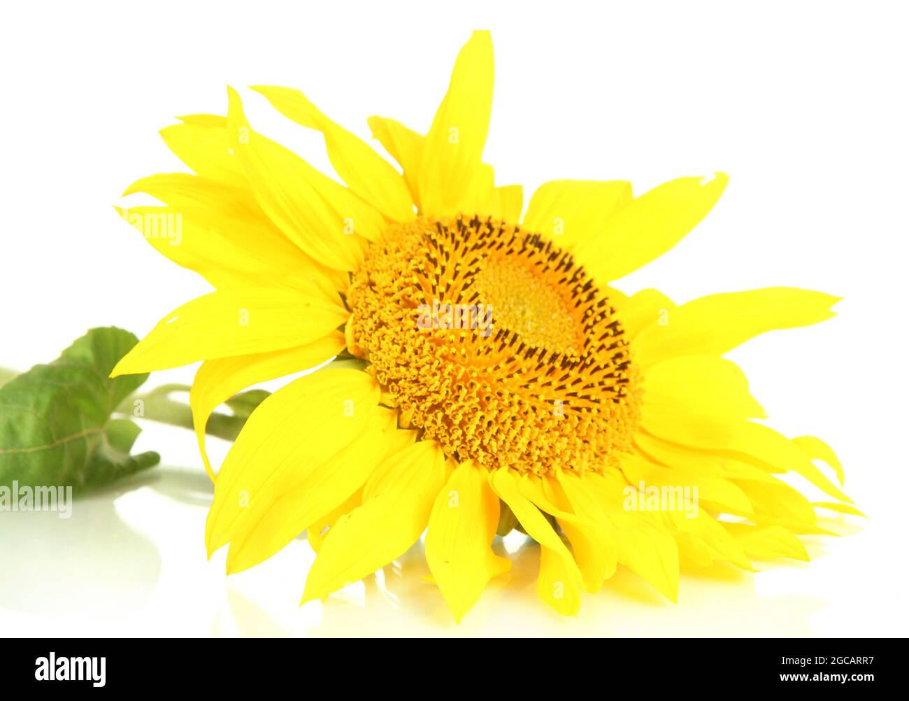 Sunflower isolated on white Stock Photo - Alamy
