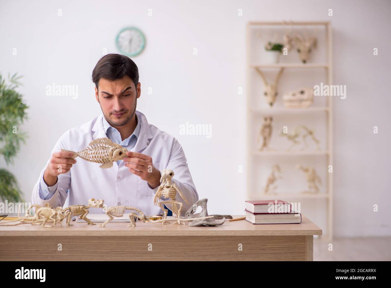 Young student paleontologist examining ancient animals at lab Stock ...