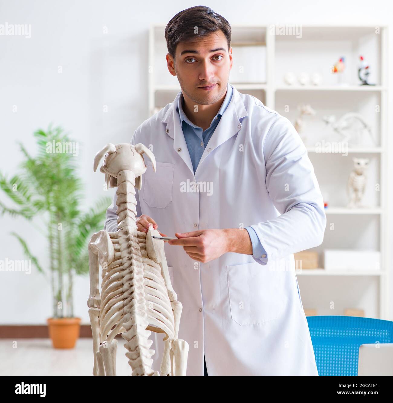 The doctor vet practicing on dog skeleton Stock Photo - Alamy