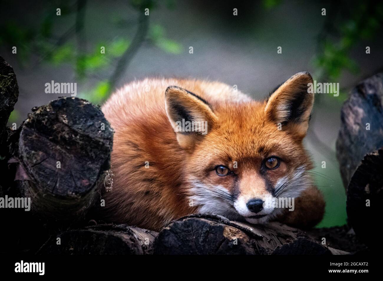 Tierfoto hi-res stock photography and images - Alamy