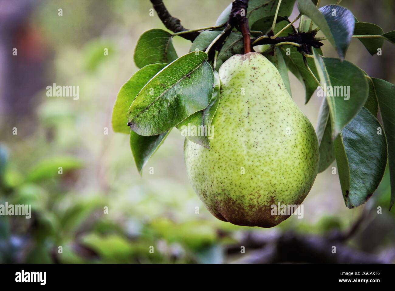 Ripe william pears hi-res stock photography and images - Alamy