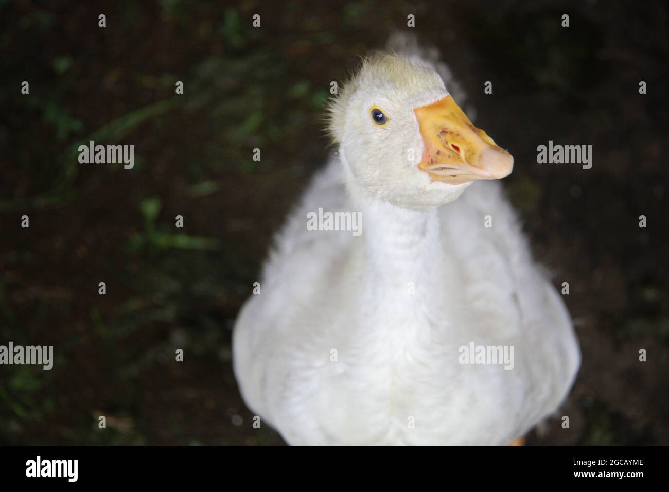 Goose face hi-res stock photography and images - Alamy