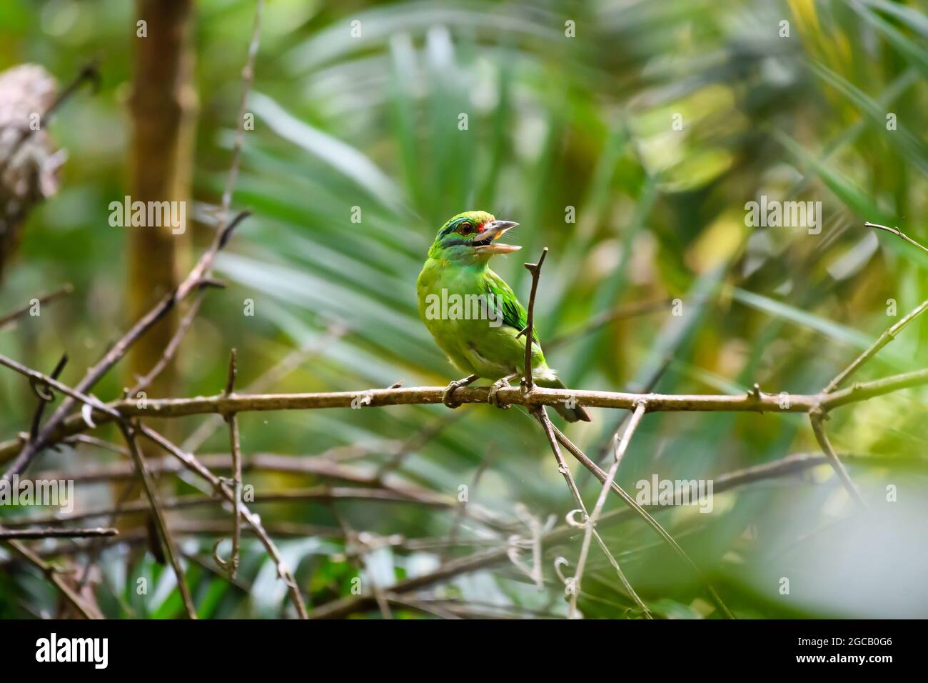 Moustached barbet bird perching on branch in tropical rainforest, Khao ...