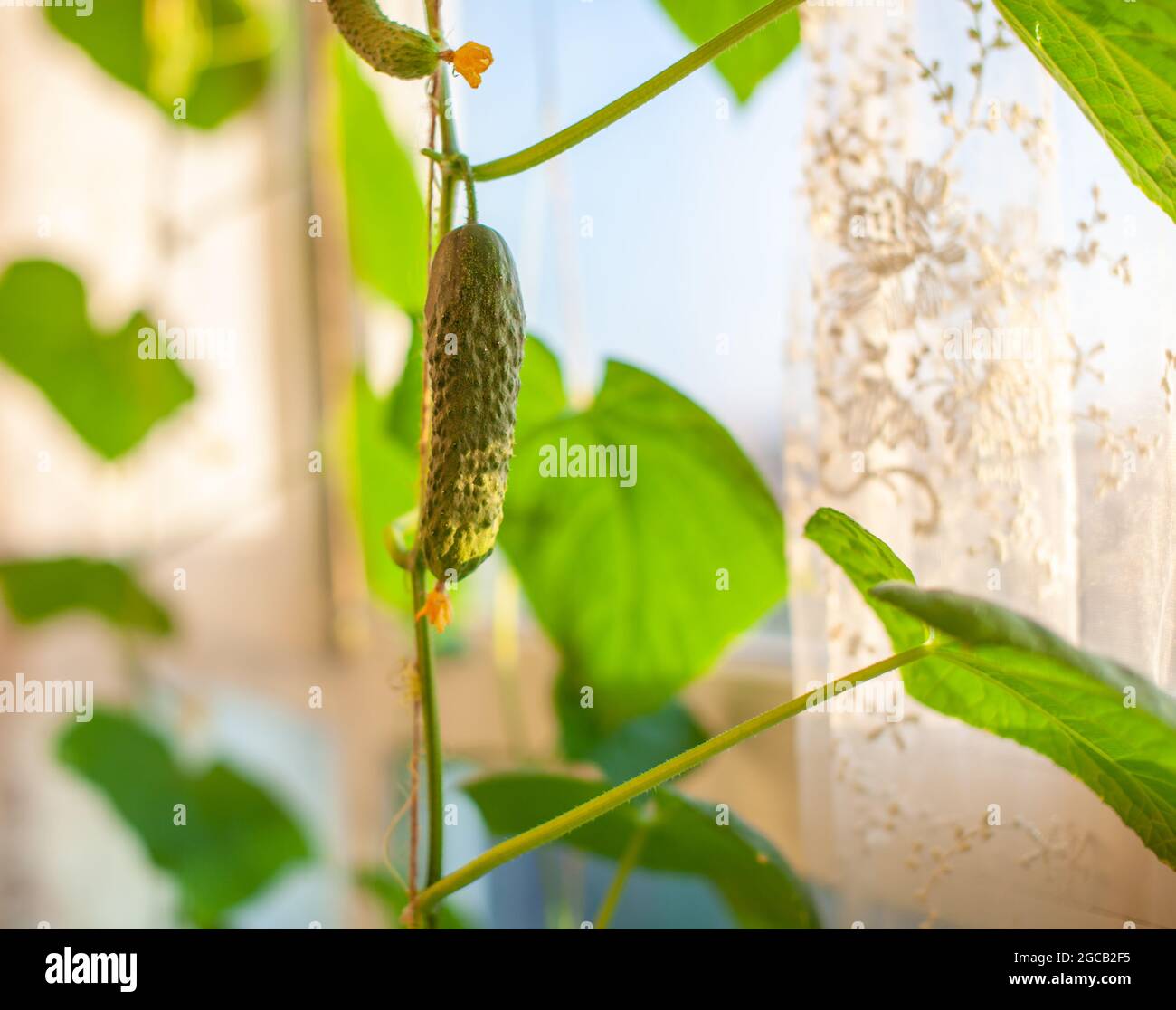 Green young cucumber with yellow flower. Gardening background with mini ...