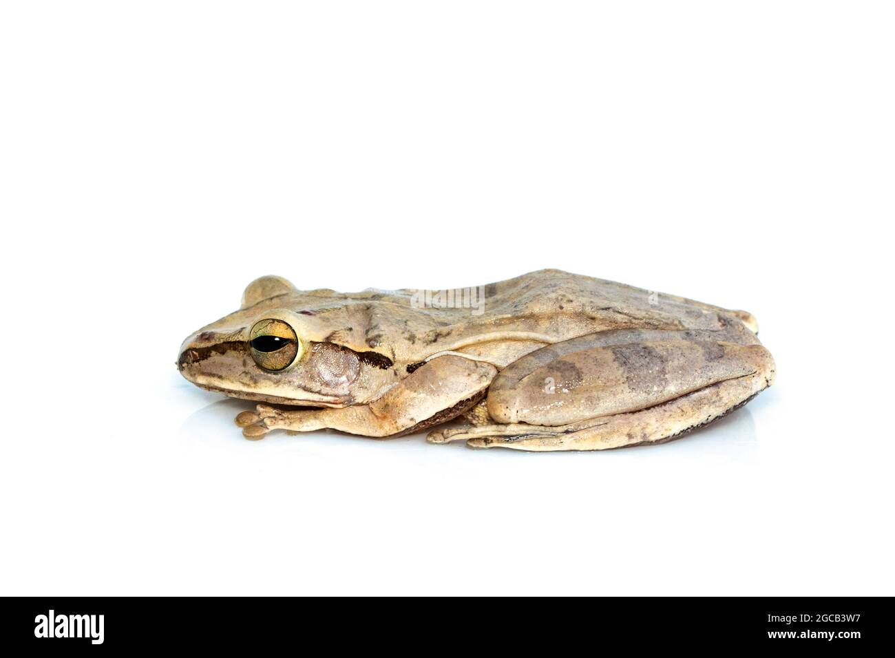 Image of Common tree frog, four-lined tree frog, golden tree frog ...