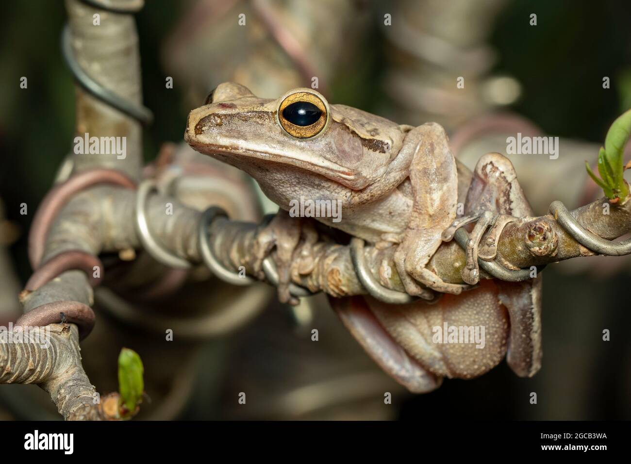 Image of Common tree frog, four-lined tree frog, golden tree frog ...