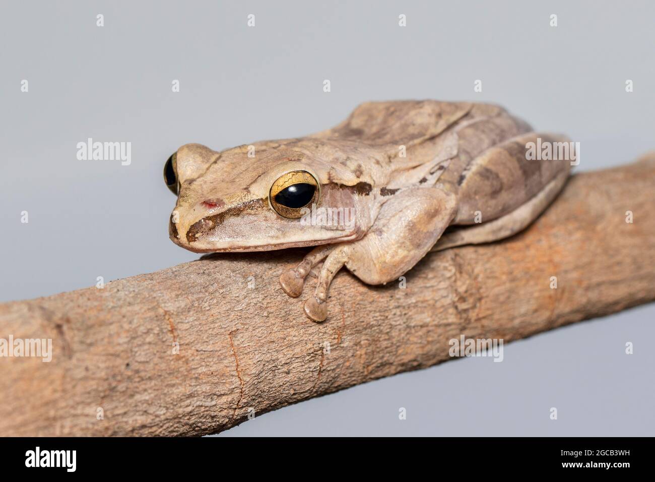 Image of Common tree frog, four-lined tree frog, golden tree frog ...