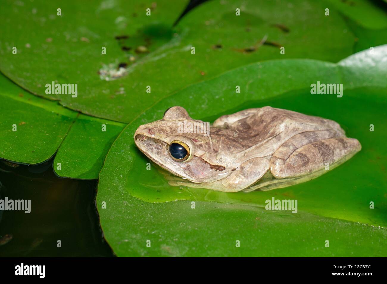 Image of Common tree frog, four-lined tree frog, golden tree frog ...