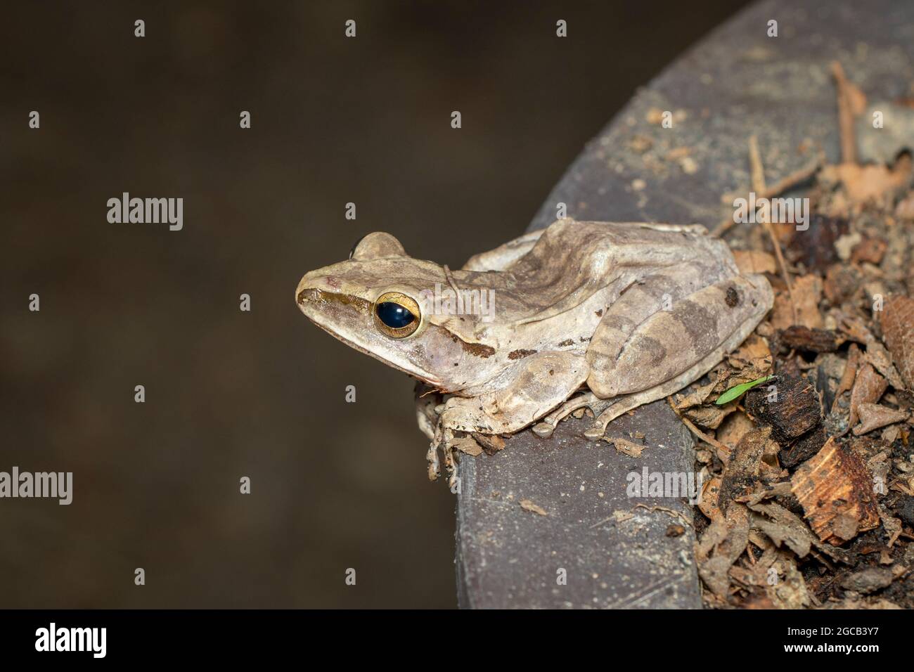 Image of Common tree frog, four-lined tree frog, golden tree frog ...