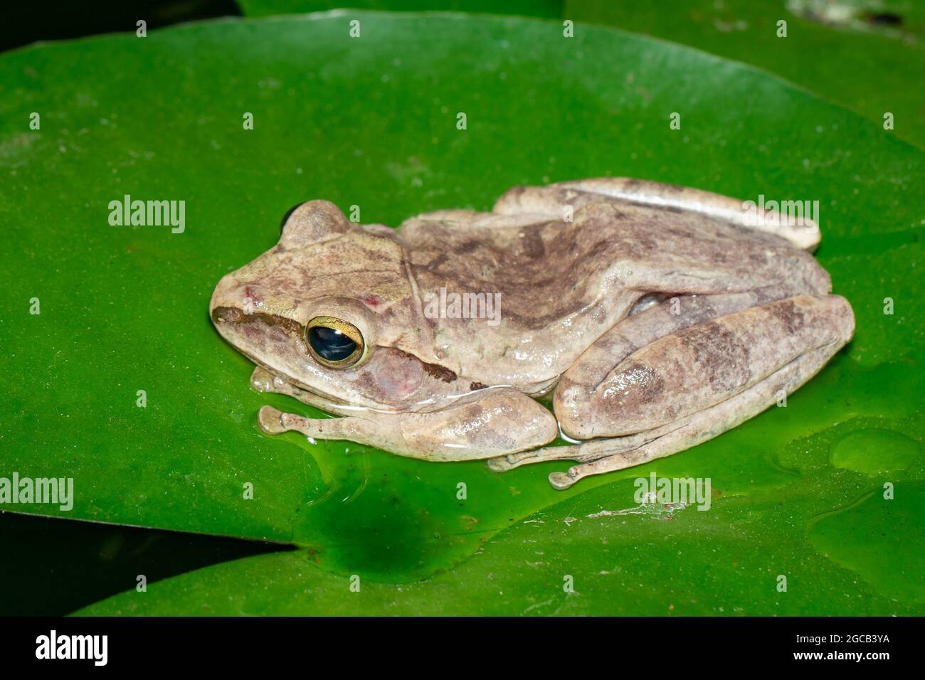 Image of Common tree frog, four-lined tree frog, golden tree frog ...