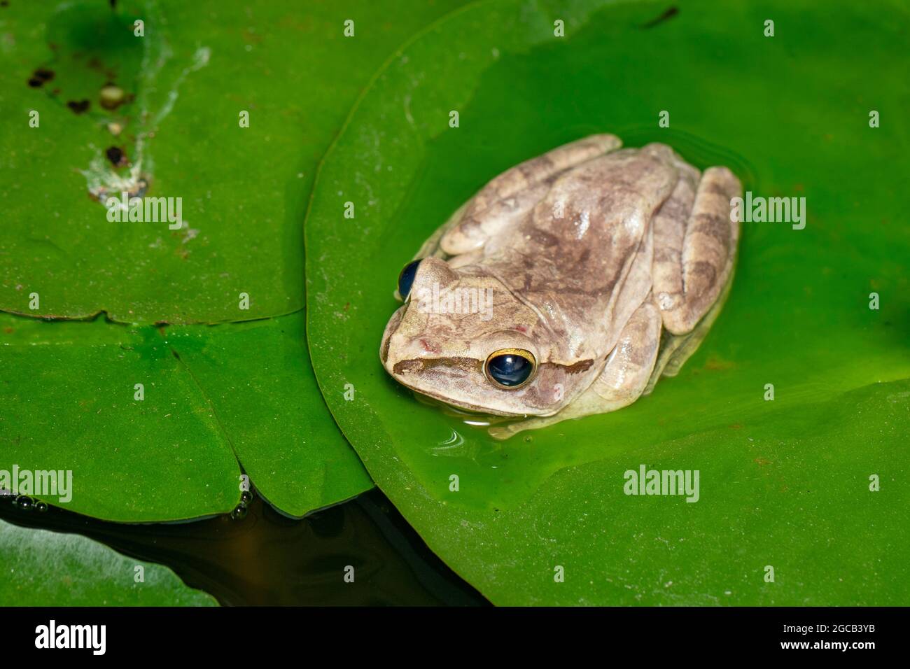 Image of Common tree frog, four-lined tree frog, golden tree frog ...