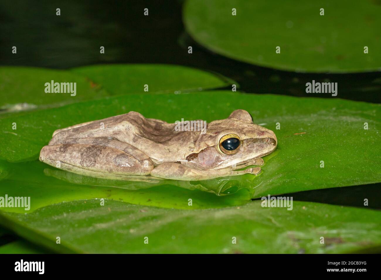 Image of Common tree frog, four-lined tree frog, golden tree frog ...