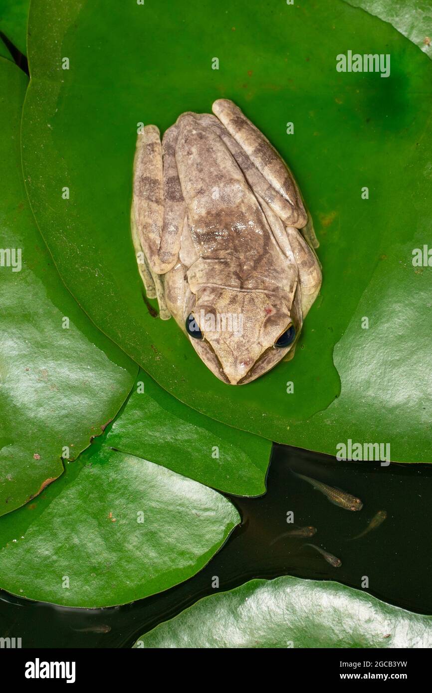 Image of Common tree frog, four-lined tree frog, golden tree frog ...