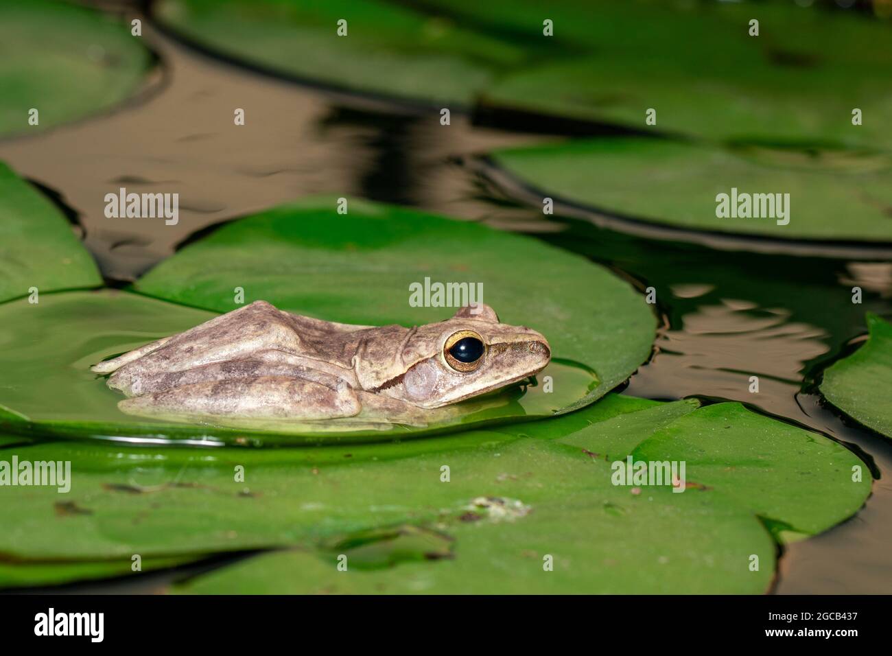 Image of Common tree frog, four-lined tree frog, golden tree frog ...