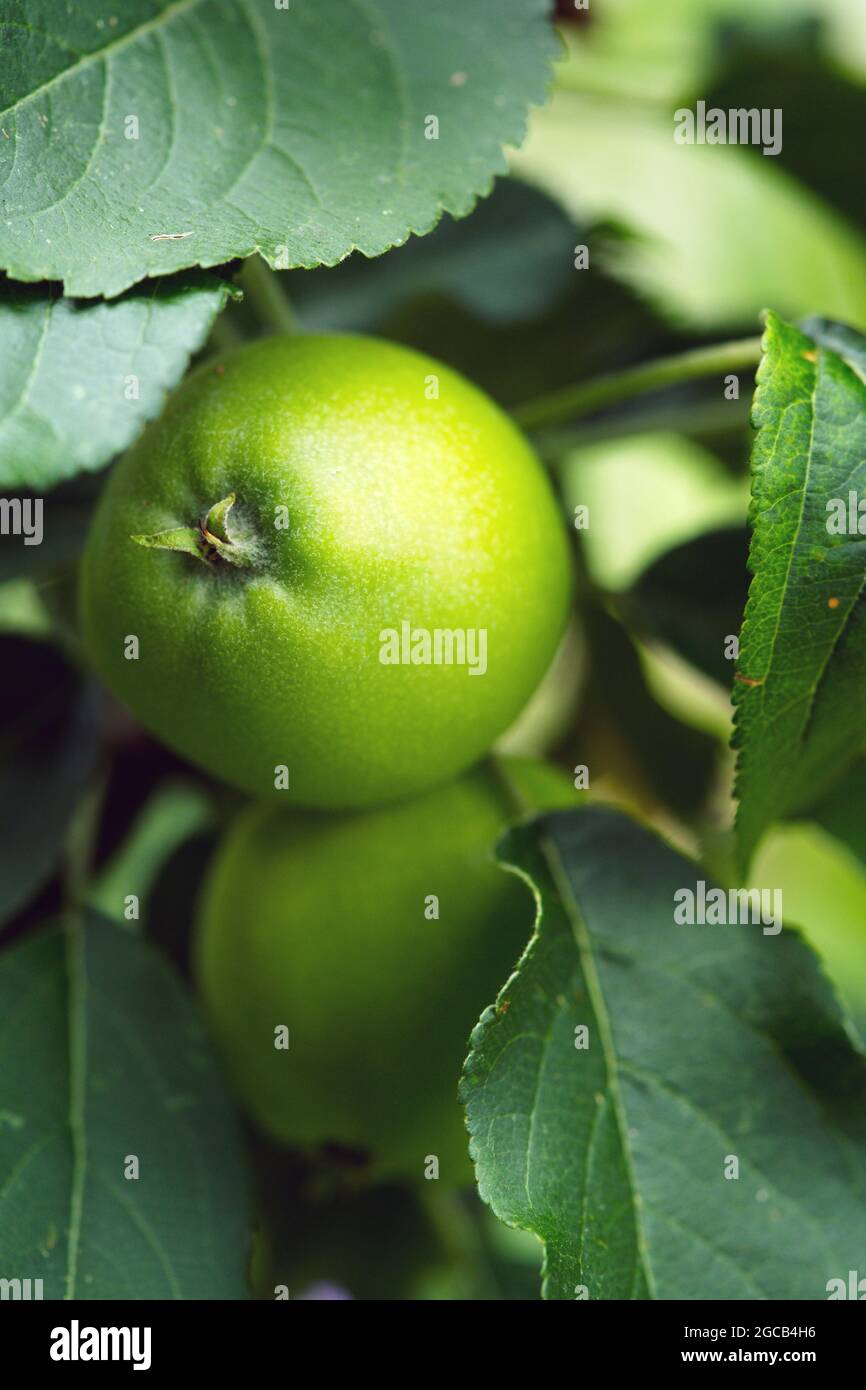 green apples on apple tree vertical Stock Photo - Alamy