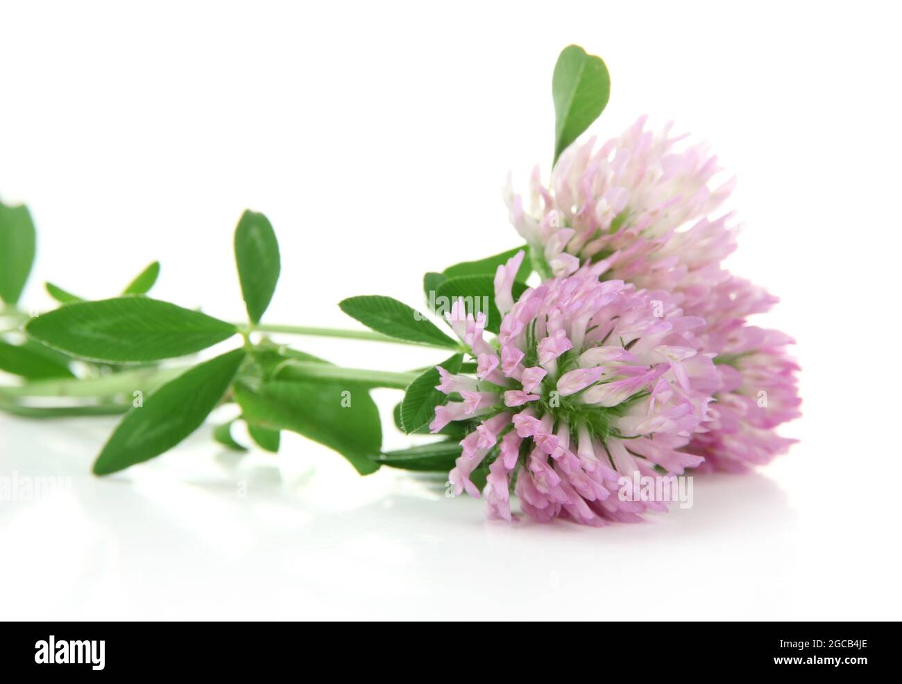 Clover flowers isolated on white Stock Photo - Alamy