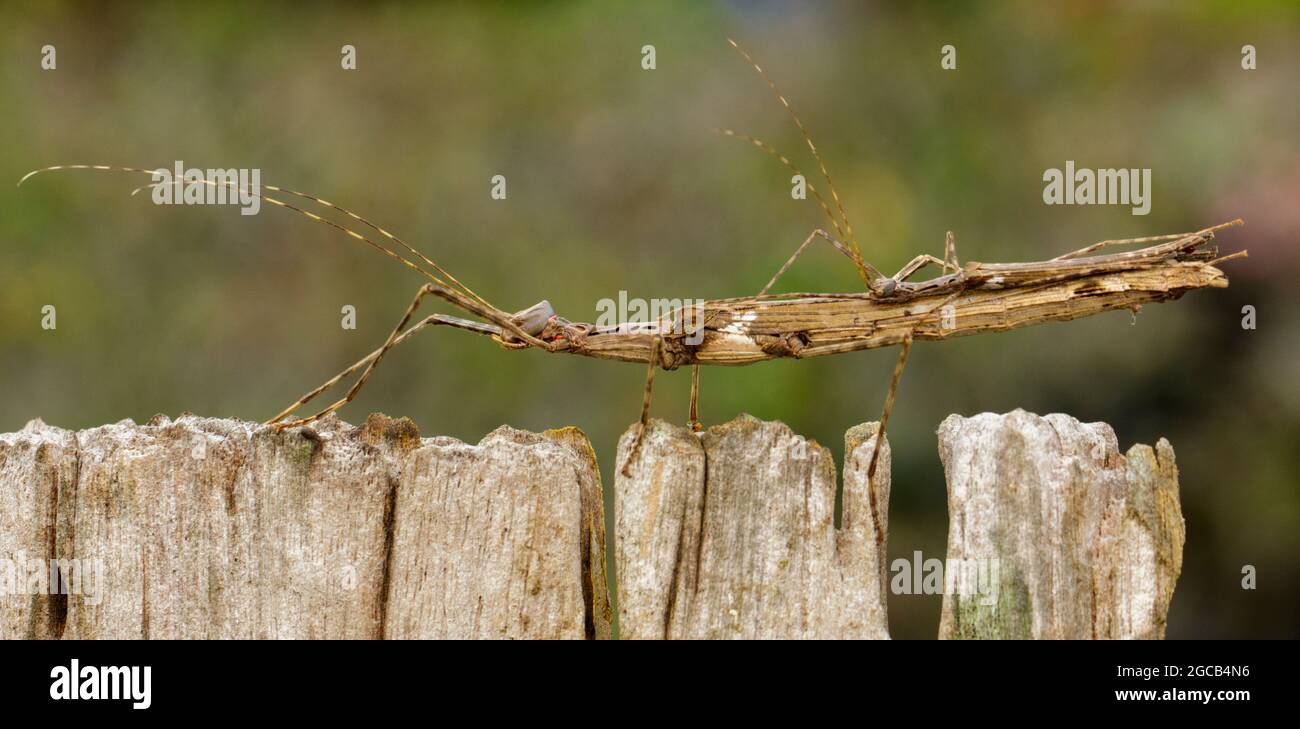 Image of a siam giant stick insect and stick insect baby on dried stump ...