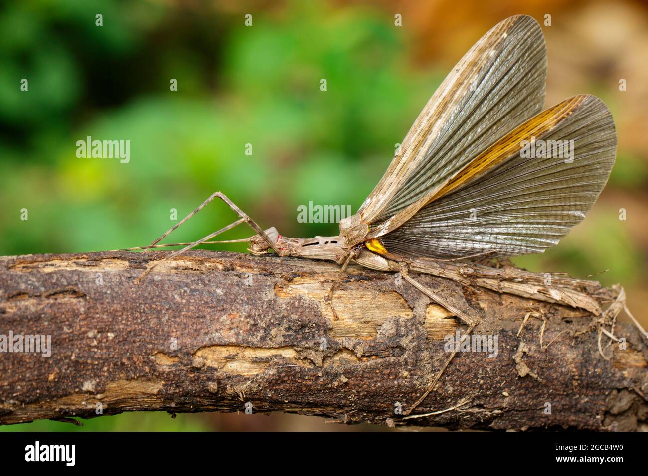 Image of a siam giant stick insect and stick insect baby on dry ...