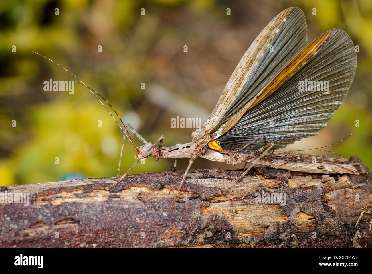Image of a siam giant stick insect and stick insect baby on dry ...