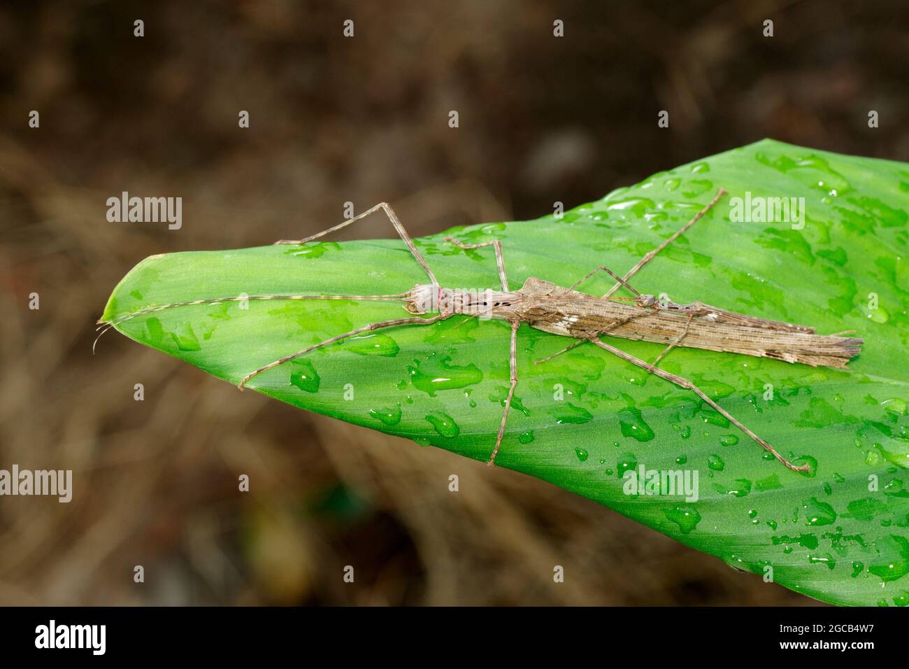 Image of a siam giant stick insect and stick insect baby on the green ...