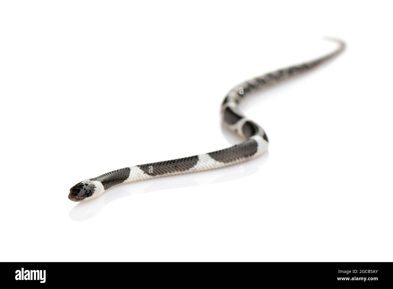 Image of little snake (Lycodon laoensis) on white background., Reptile ...
