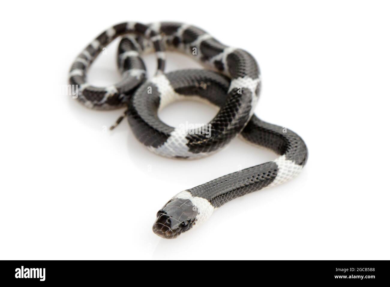 Image of little snake (Lycodon laoensis) on white background., Reptile ...