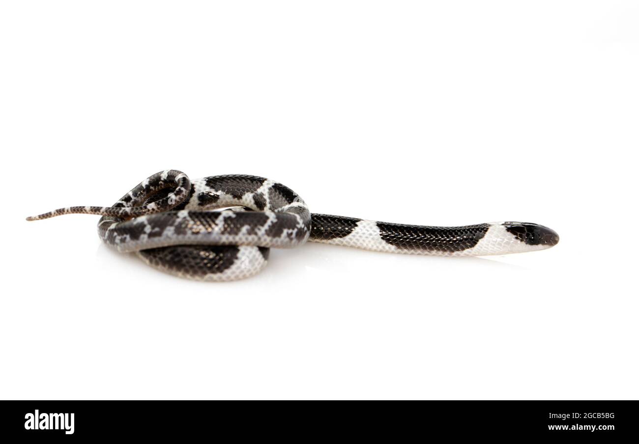 Image of little snake (Lycodon laoensis) on white background., Reptile ...