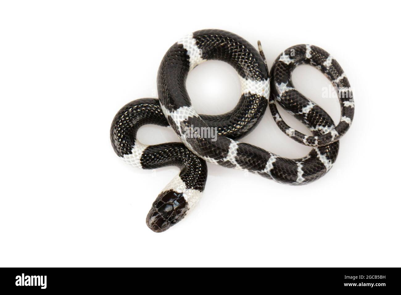 Image of little snake (Lycodon laoensis) on white background., Reptile ...