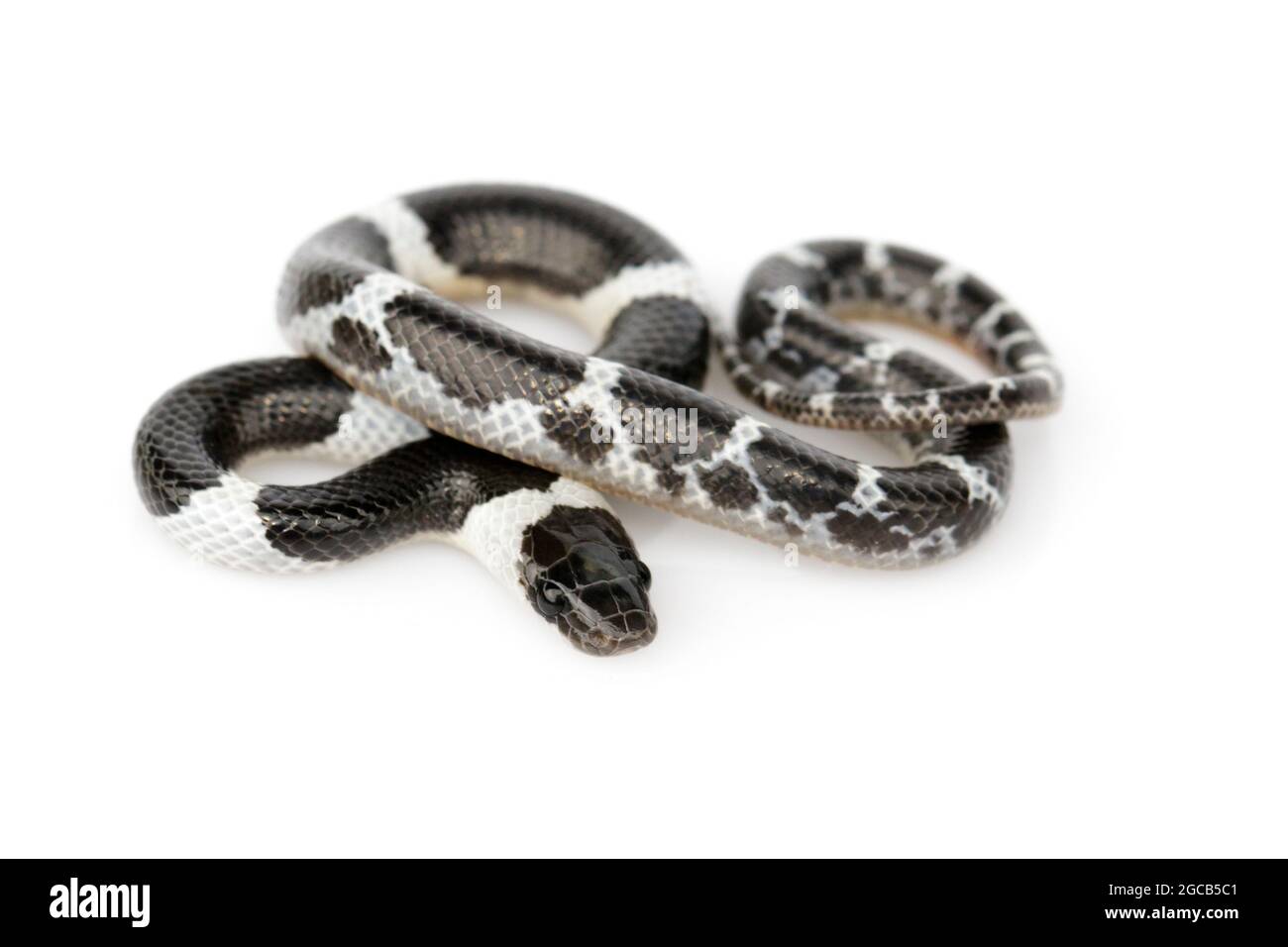 Image of little snake (Lycodon laoensis) on white background., Reptile ...