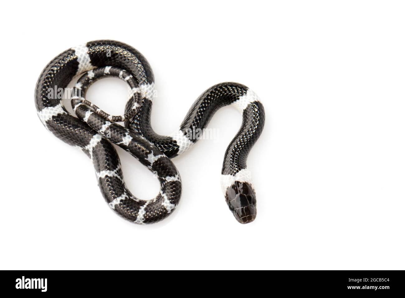 Image of little snake (Lycodon laoensis) on white background., Reptile ...