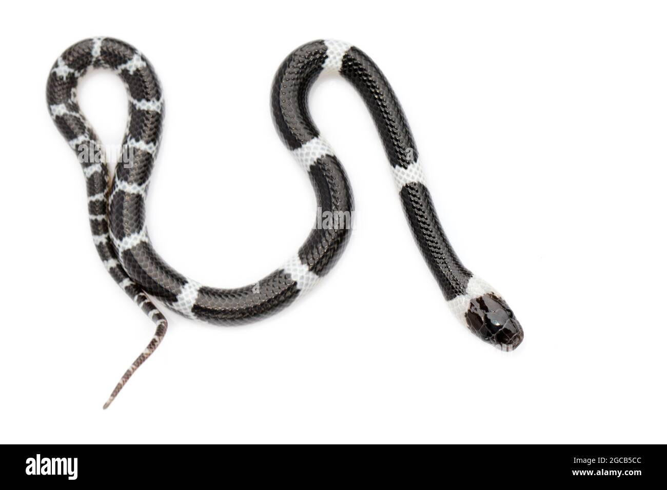 Image of little snake (Lycodon laoensis) on white background., Reptile ...