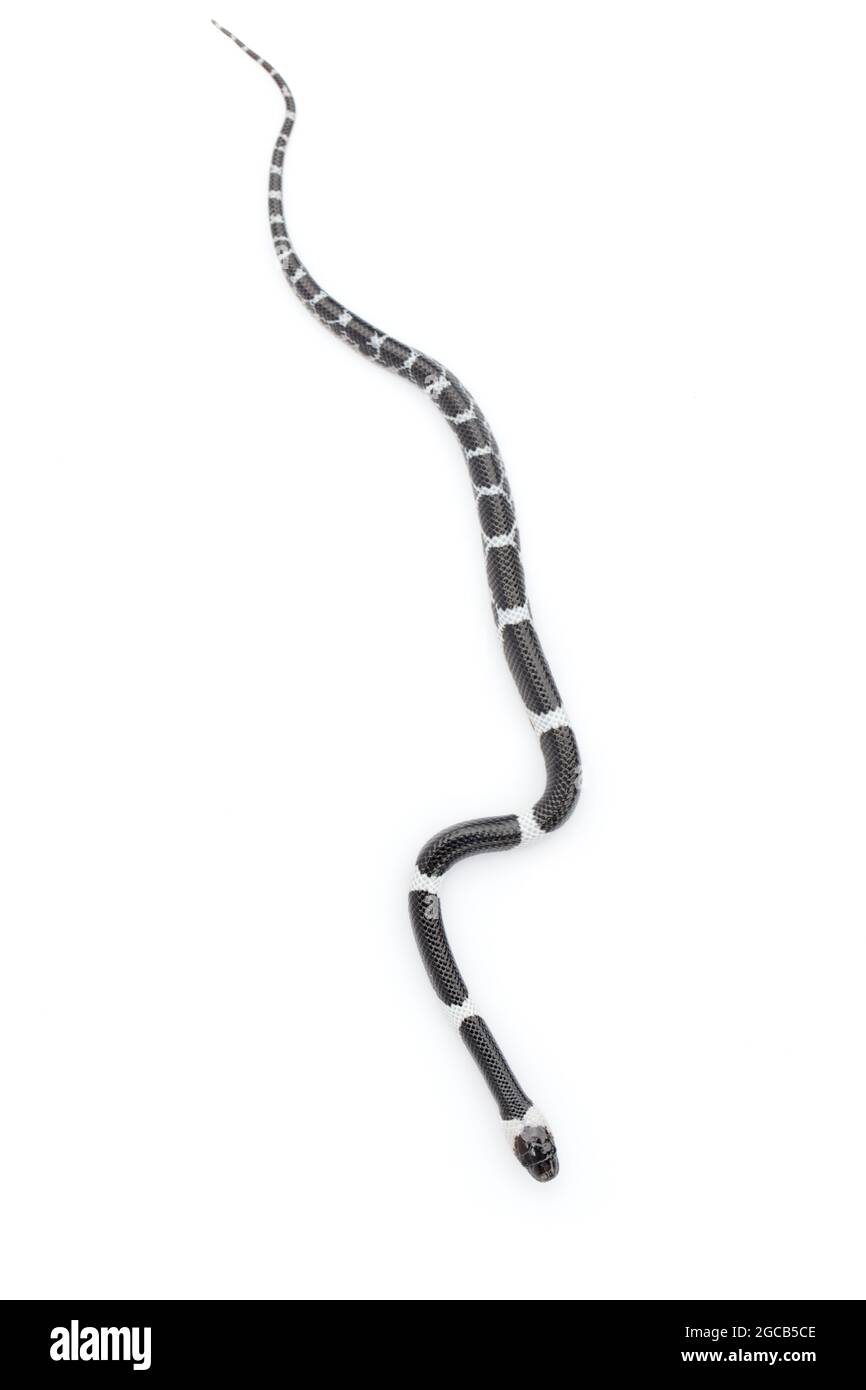 Image of little snake (Lycodon laoensis) on white background., Reptile ...