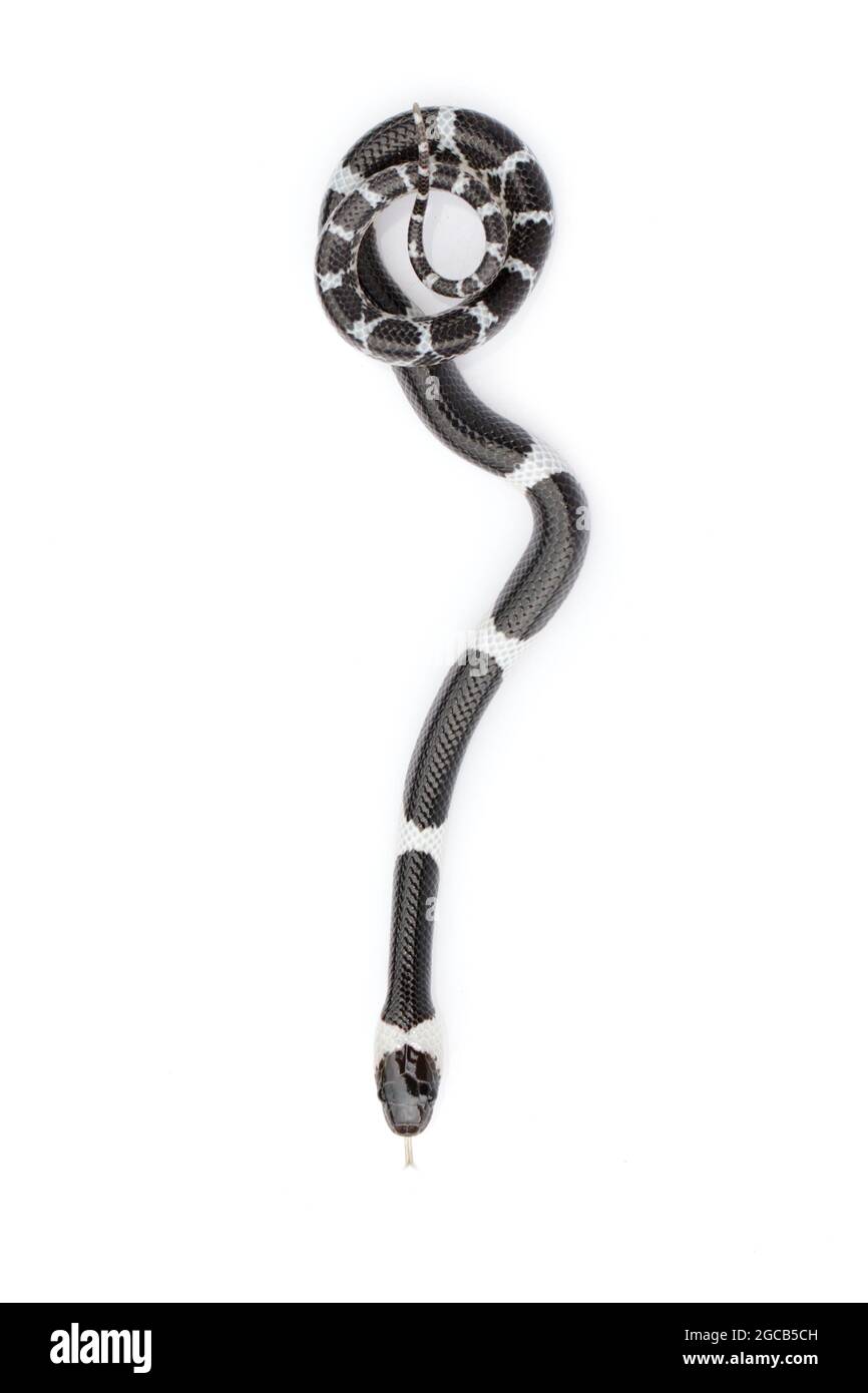 Image of little snake (Lycodon laoensis) on white background., Reptile ...