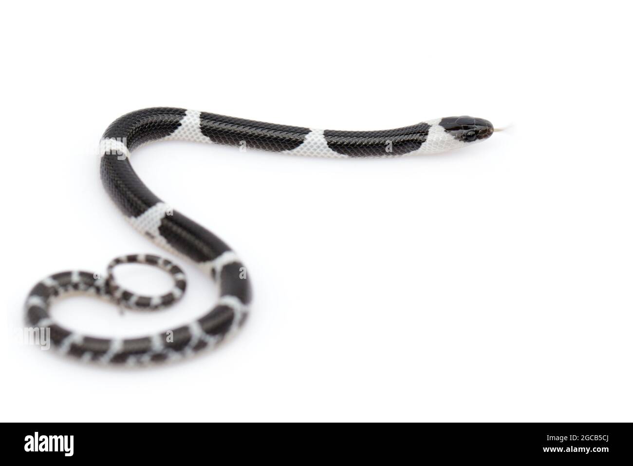 Image of little snake (Lycodon laoensis) on white background., Reptile ...