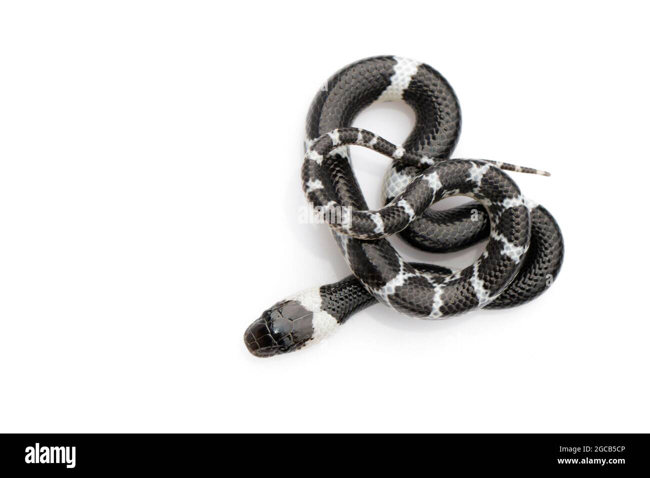 Image of little snake (Lycodon laoensis) on white background., Reptile ...