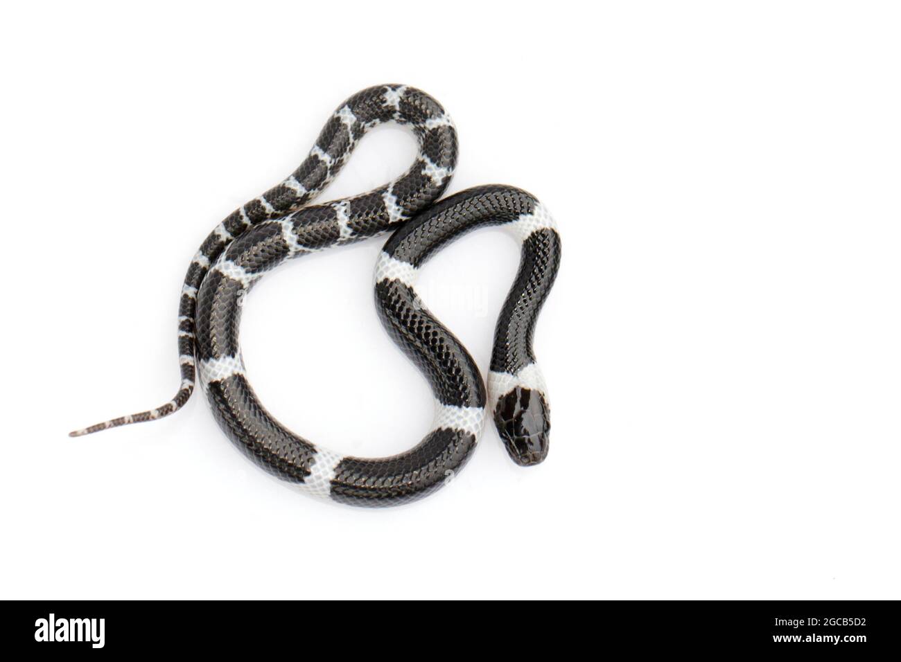 Image of little snake (Lycodon laoensis) on white background., Reptile ...