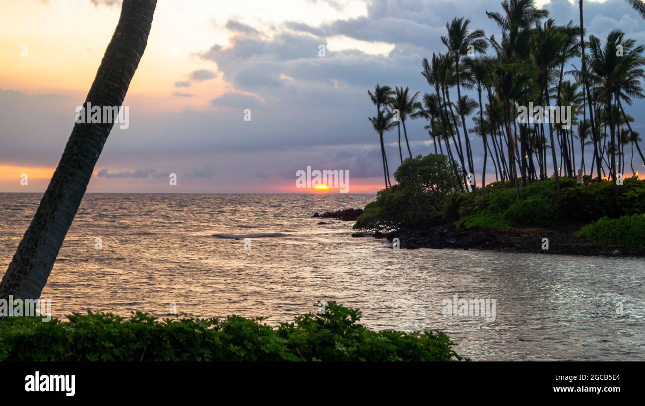 Kona hawaii palm trees hi-res stock photography and images - Alamy
