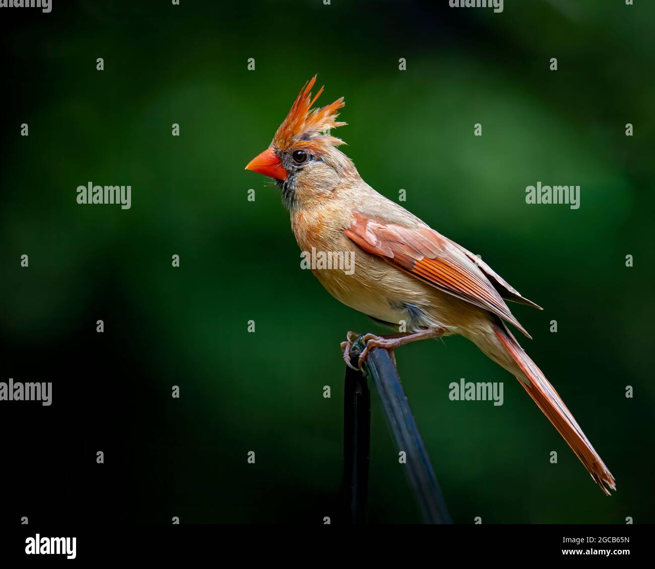 Female cardinal hi-res stock photography and images - Alamy