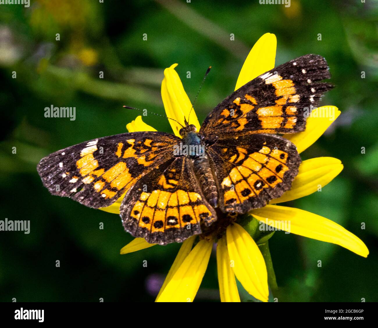 Silvery Checkerspot Butterfly Stock Photo - Alamy
