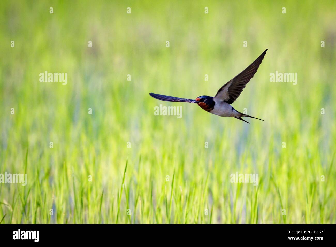 Barn swallow flight hi-res stock photography and images - Alamy
