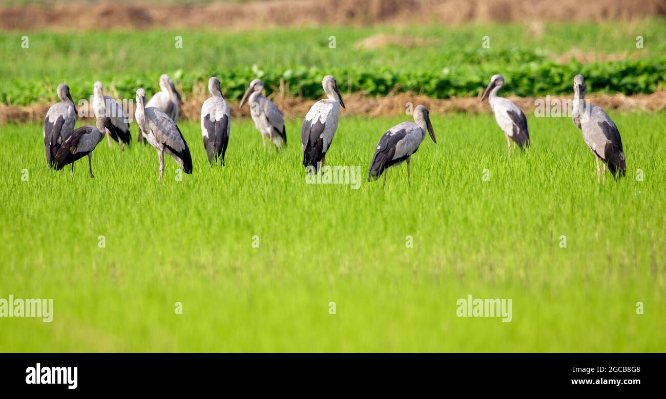 Image of Asian Openbill Stock bird in the middle of a field on a ...