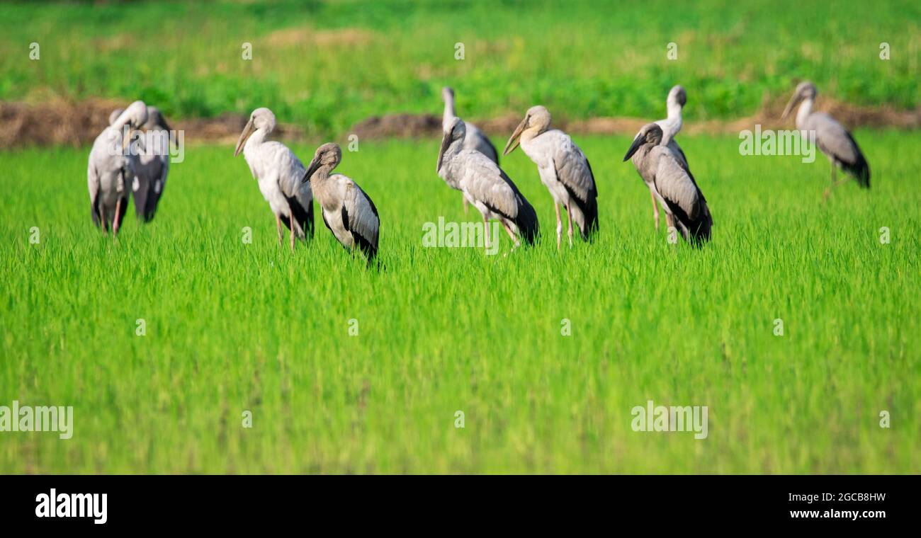 Image of Asian Openbill Stock bird in the middle of a field on a ...