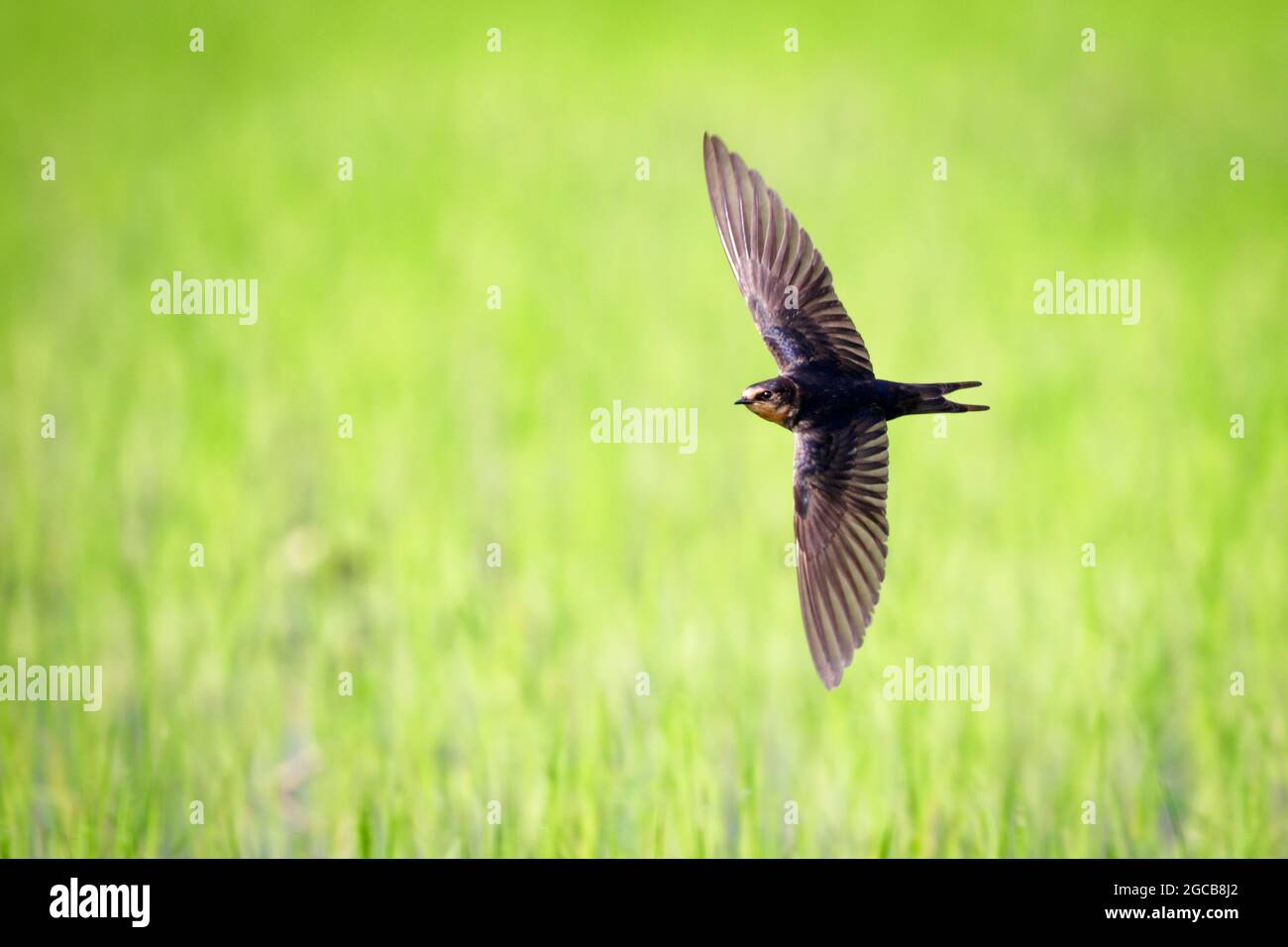 Barn swallow flight hi-res stock photography and images - Alamy