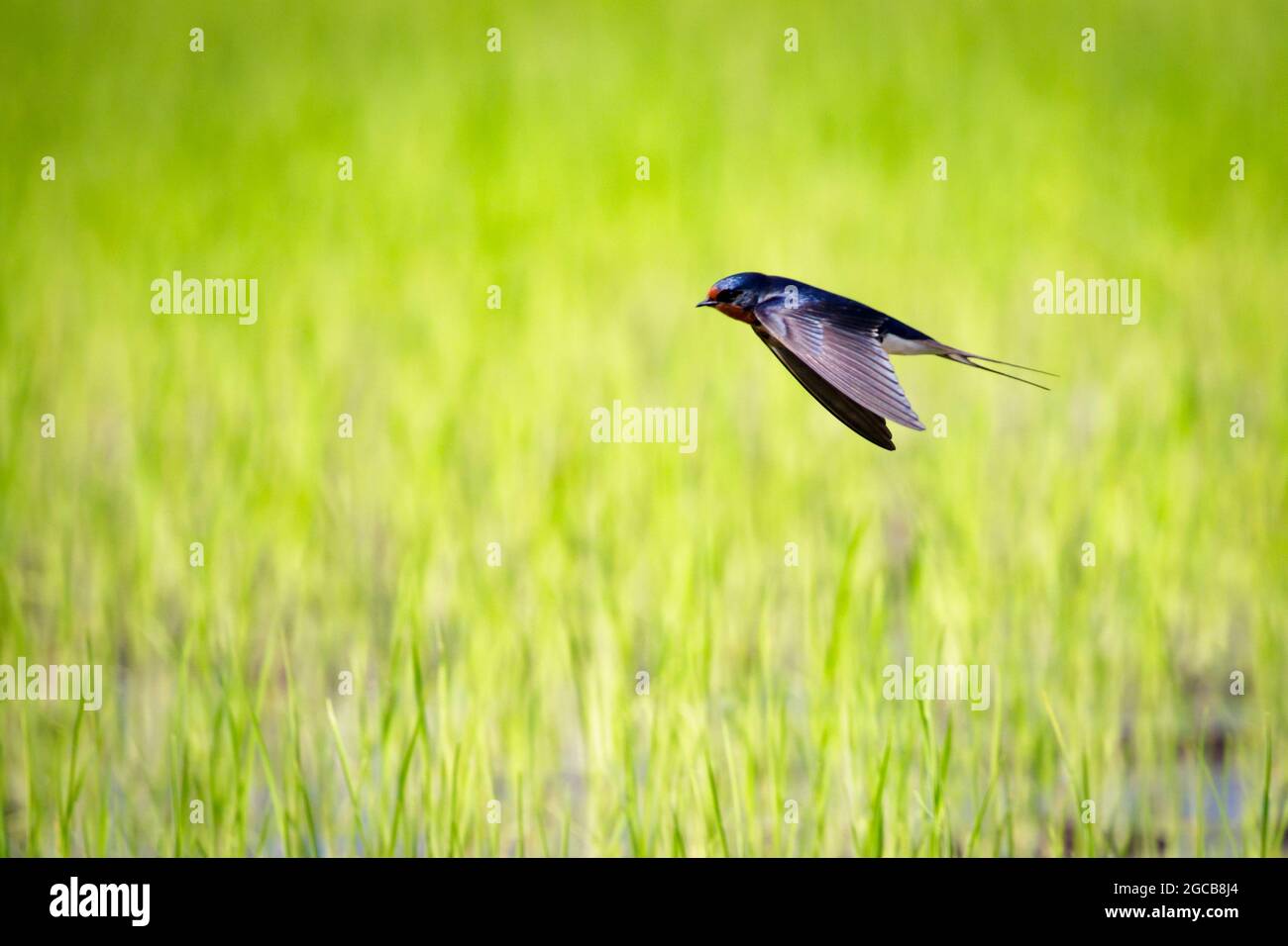 Image of barn swallow flying in the middle of a field on a natural ...