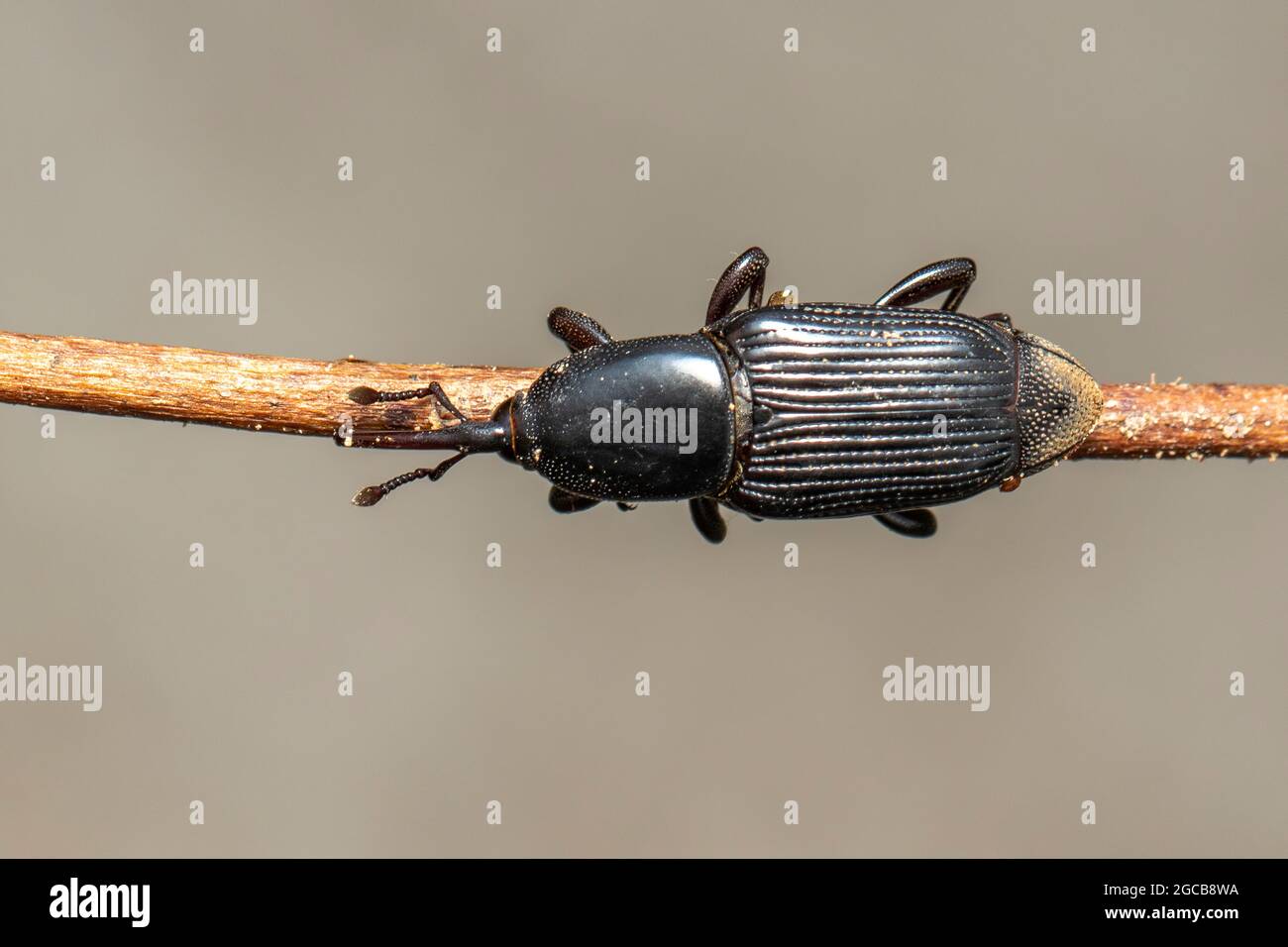 Image of banana root borer (Cosmopolites sordidus) on the branches on a ...