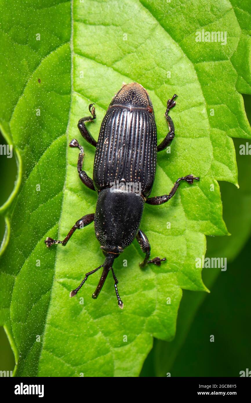 Image of banana root borer beetle (Cosmopolites sordidus) on green ...